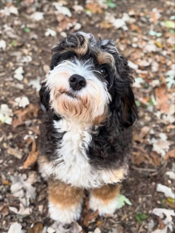 BENNIE – DoodlePoodle