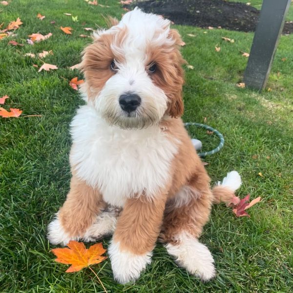 BIGO – DoodlePoodle