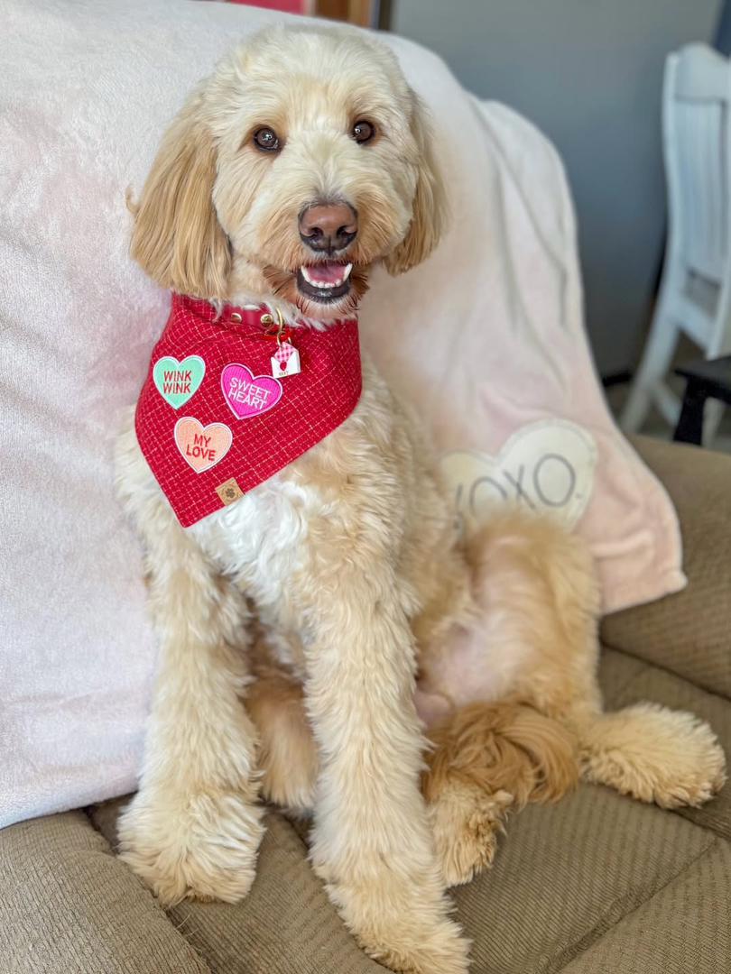 Ozzy – DoodlePoodle