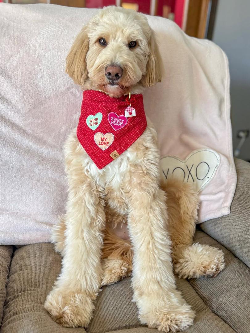 Ozzy – DoodlePoodle
